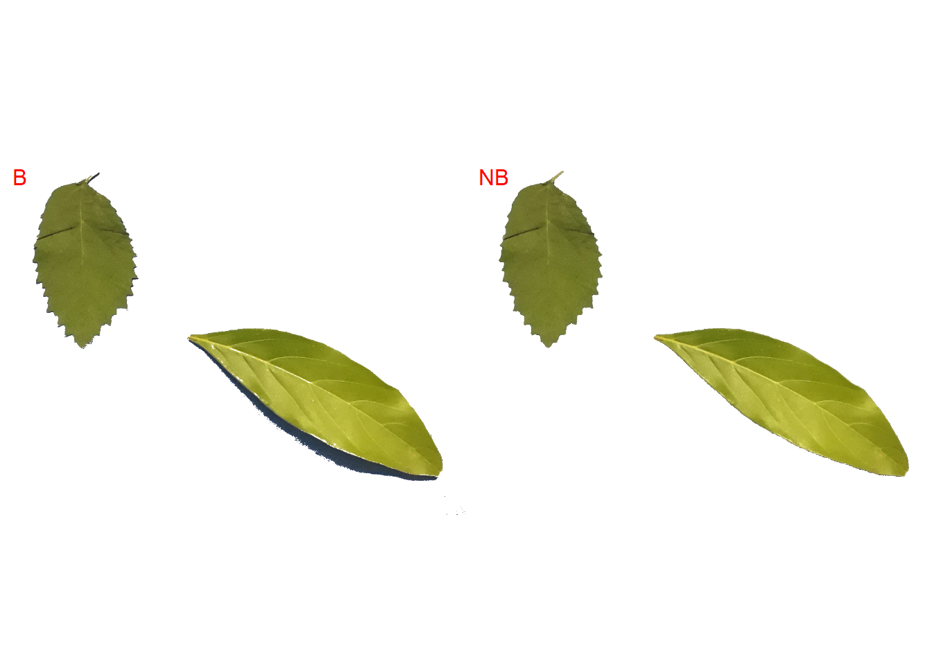 R package {pliman} - Segment objects